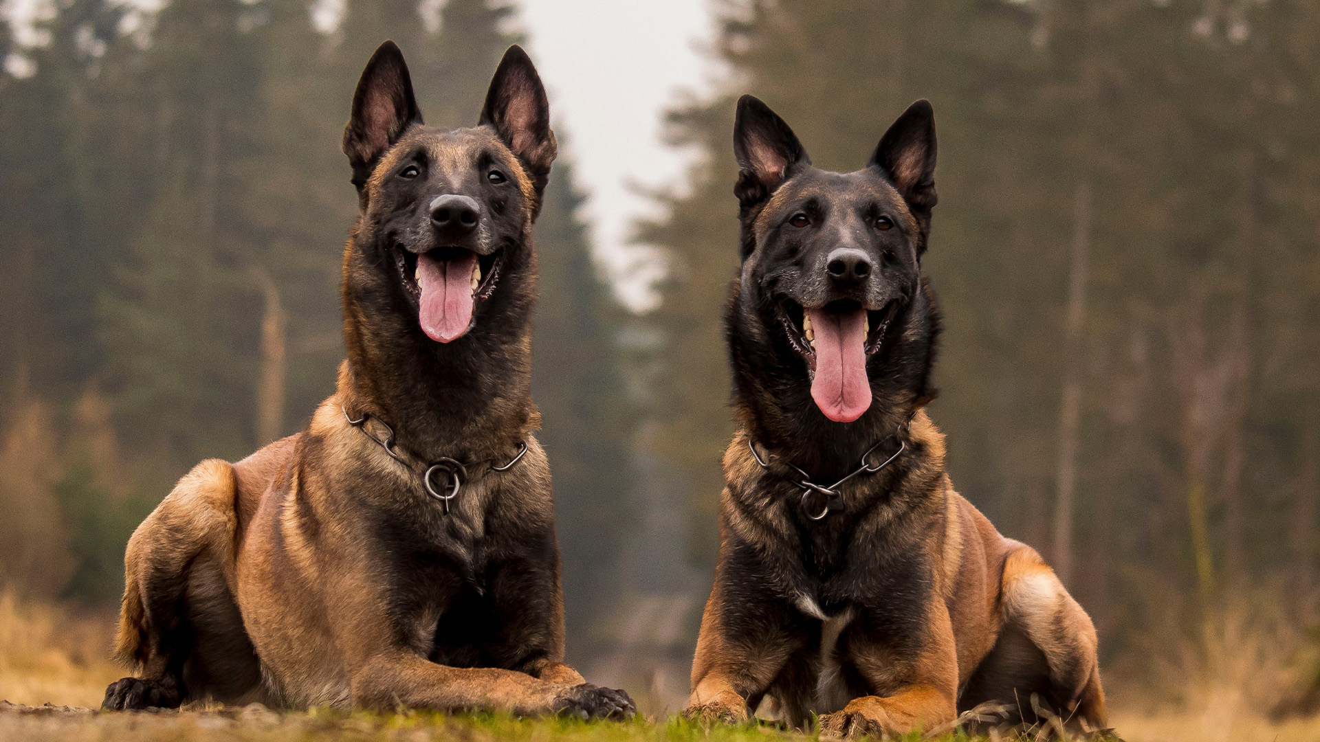 Belgian Malinois Breeder on the U.S. East Coast - Life Line K9