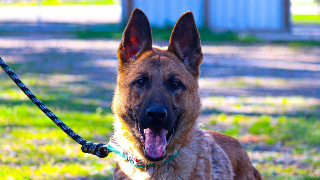 German Shepherd - Life Line K9
